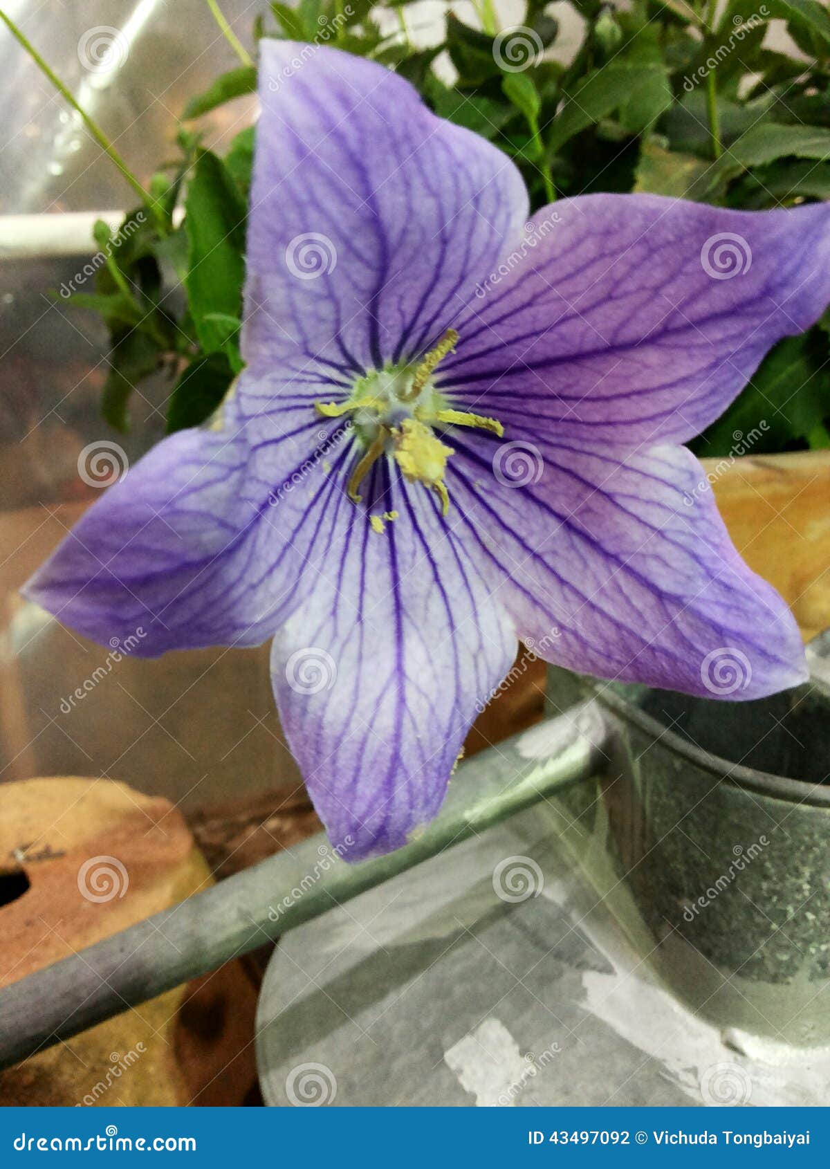 Single Purple flower stock photo. Image of purple, single - 43497092
