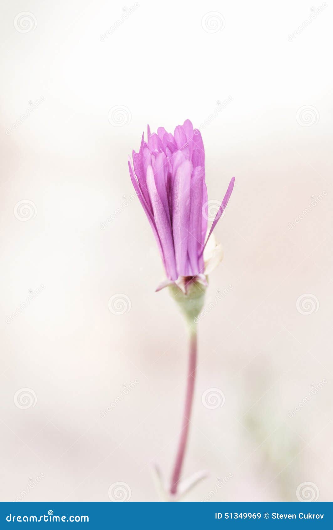 Single Purple Flower stock image. Image of purple, close - 51349969