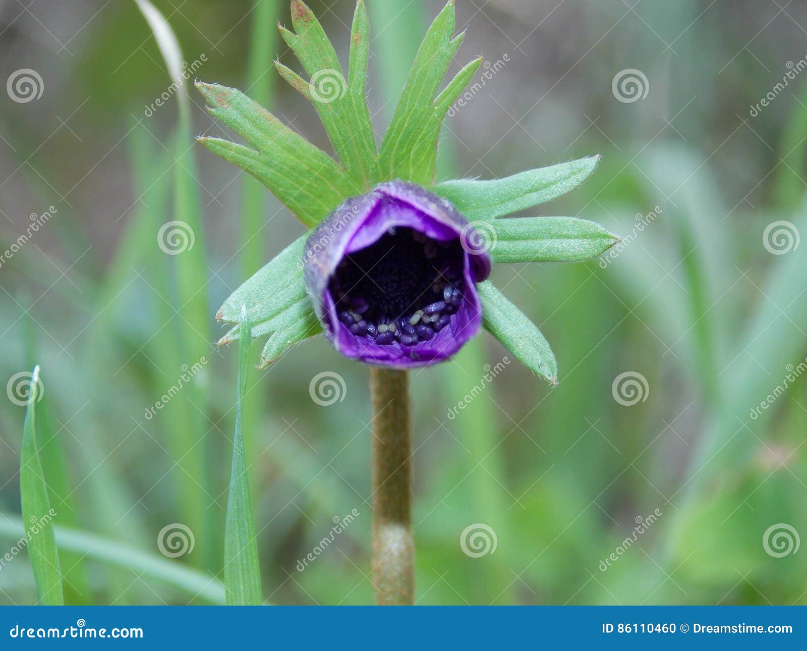 A Single Purple Flower in Spring Stock Photo - Image of backgrounds ...