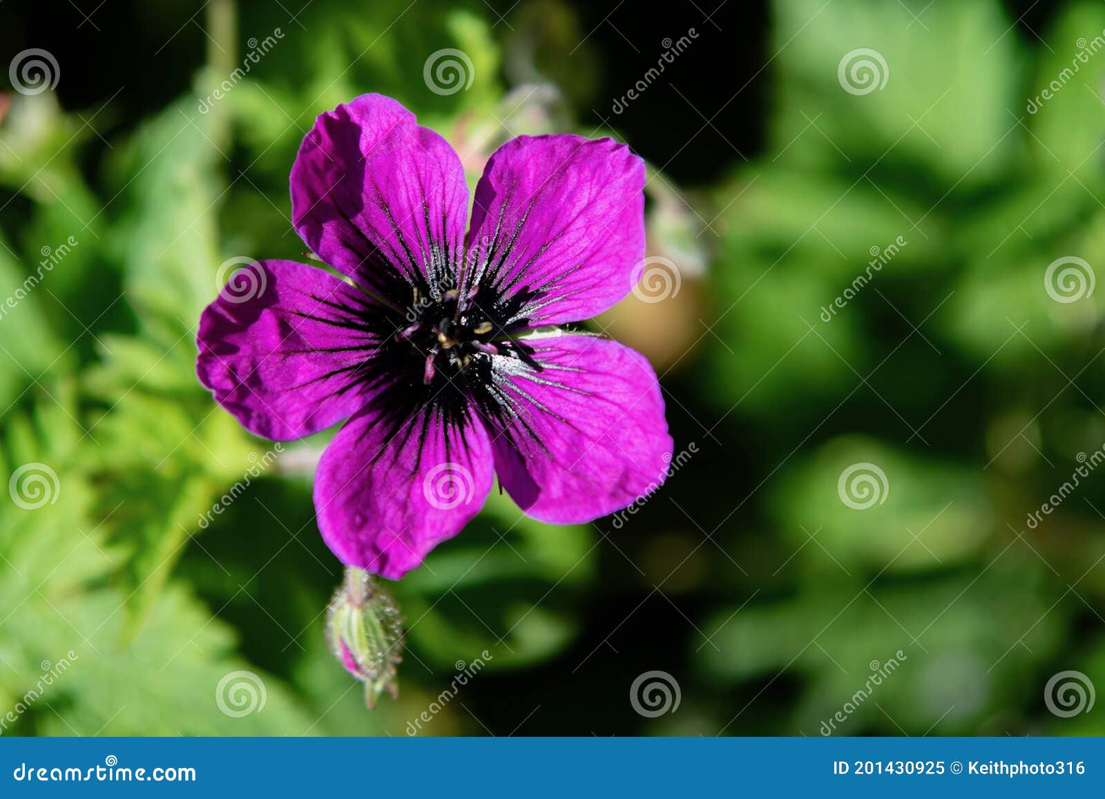 Single Purple Geranium Flower in Sunlight Stock Image - Image of nature ...