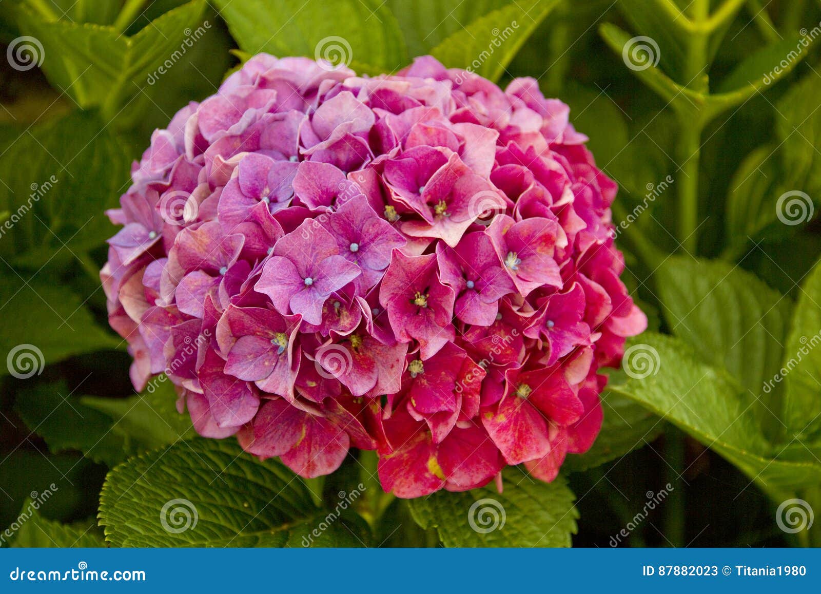 Single Purple Hydrangea Flower Stock Image - Image of hortensia, grow ...