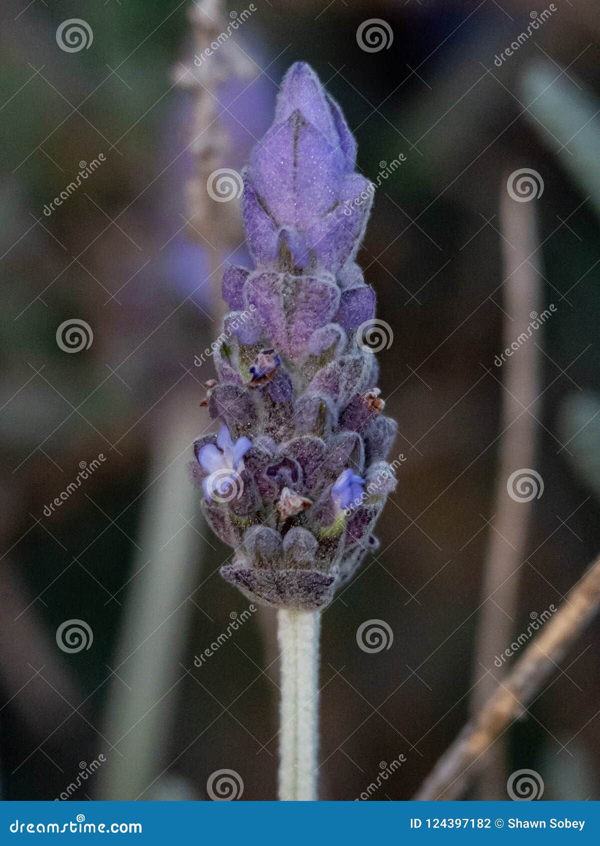 Single purple Lavender stock photo. Image of green, blossom - 124397182