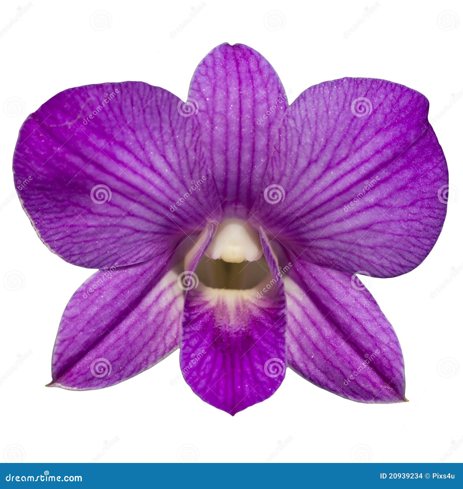 Single Purple Orchid Isolate Stock Photo - Image of plant, romance ...