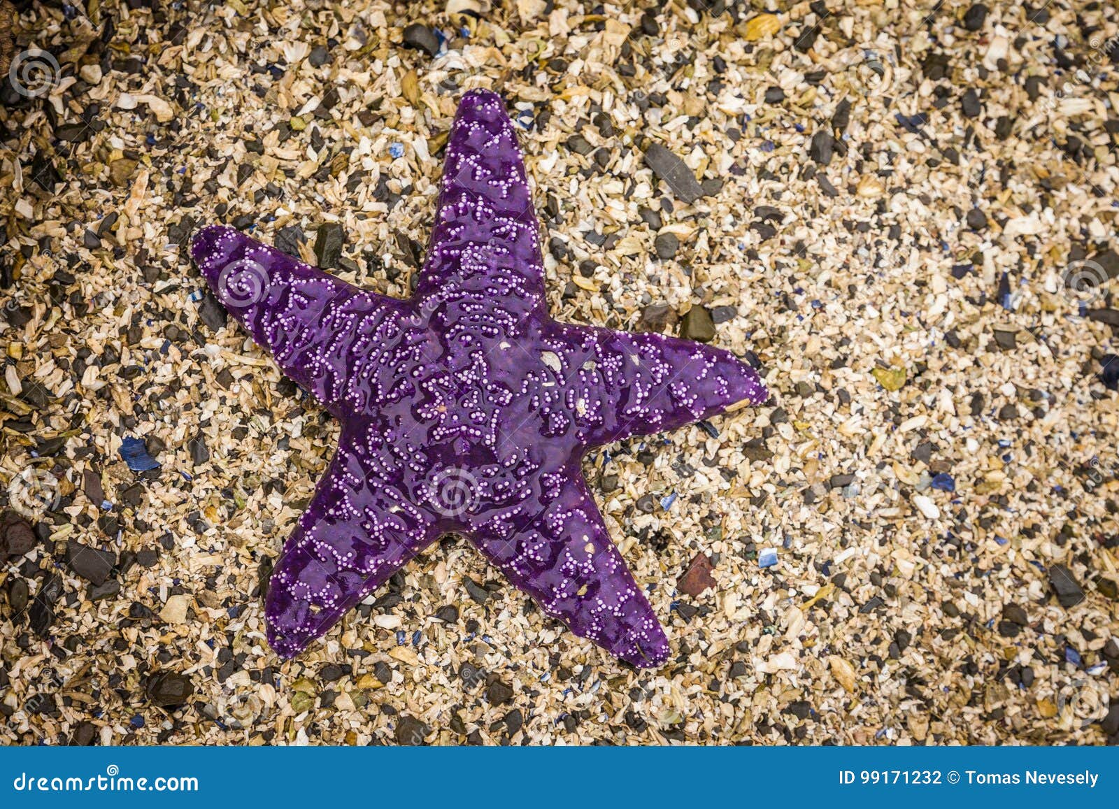 Purple Starfish on a Shellbeach at Low Tide Stock Photo - Image of ...