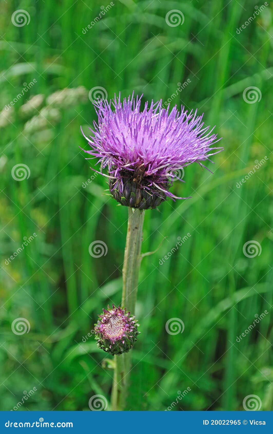 Single Purple Thistle Flower Stock Image - Image of blossom ...