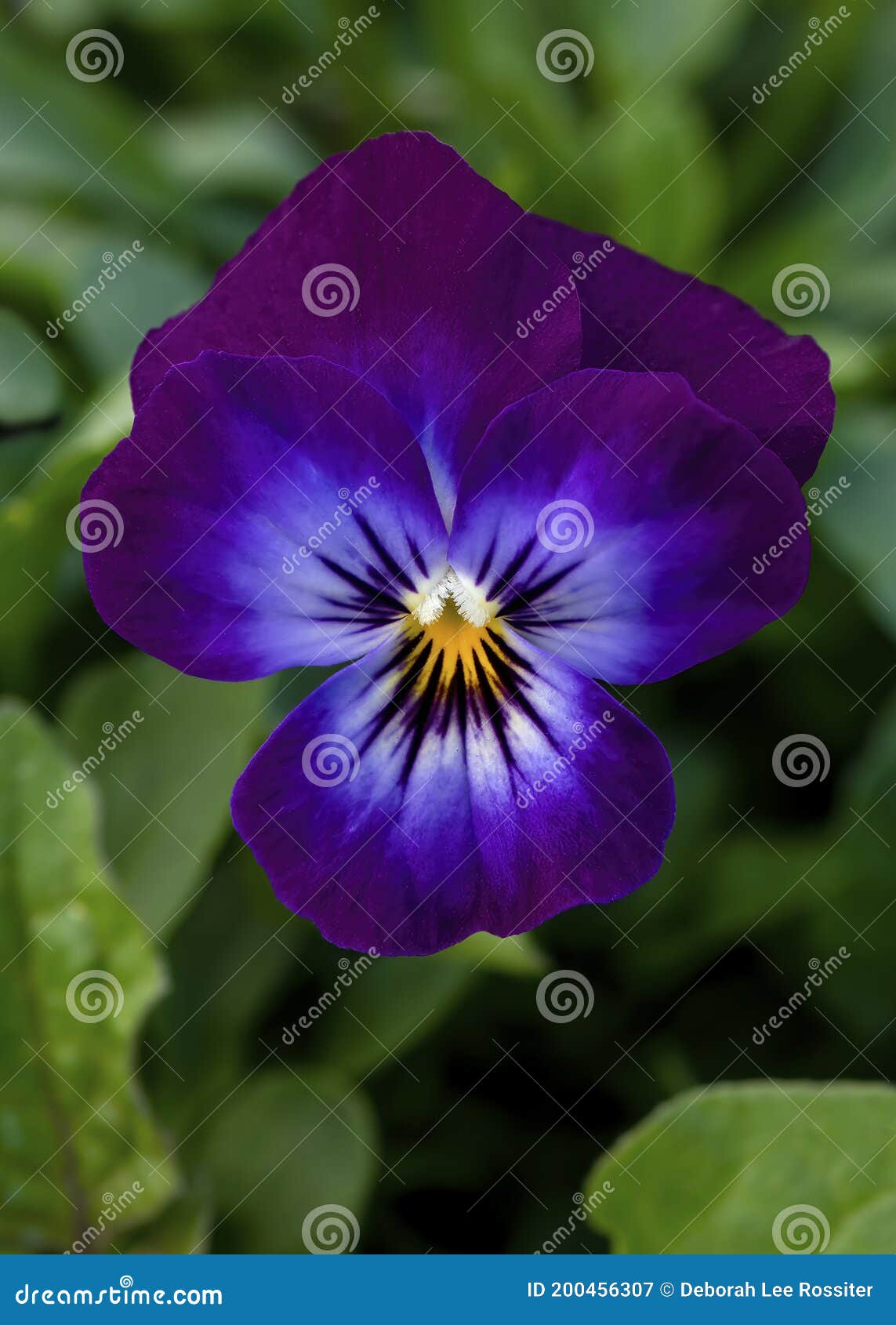 Single purple viola stock image. Image of blossom, colorful - 200456307