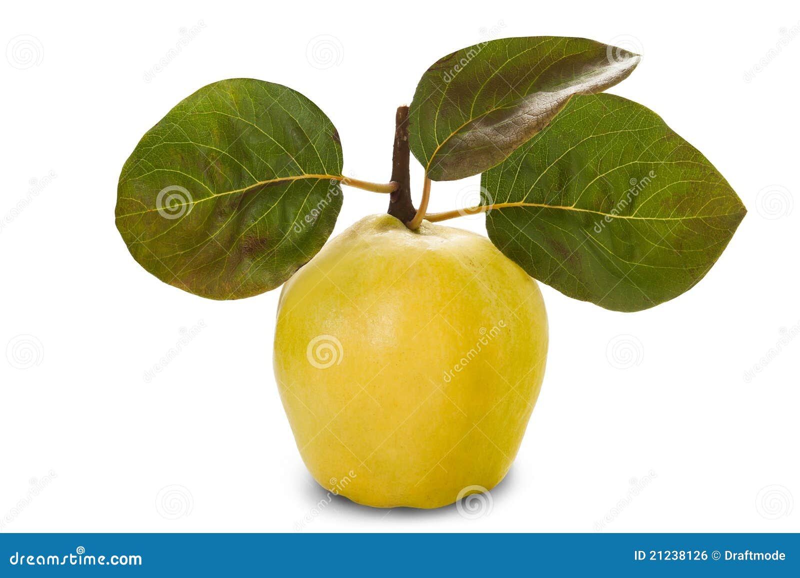 217 Single Fresh Quince Leaf Photos - Free & Royalty-Free Stock Photos ...