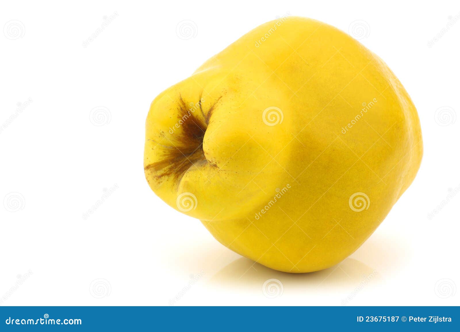 Single Quince Fruit Cydonia Oblonga Stock Image - Image of food ...