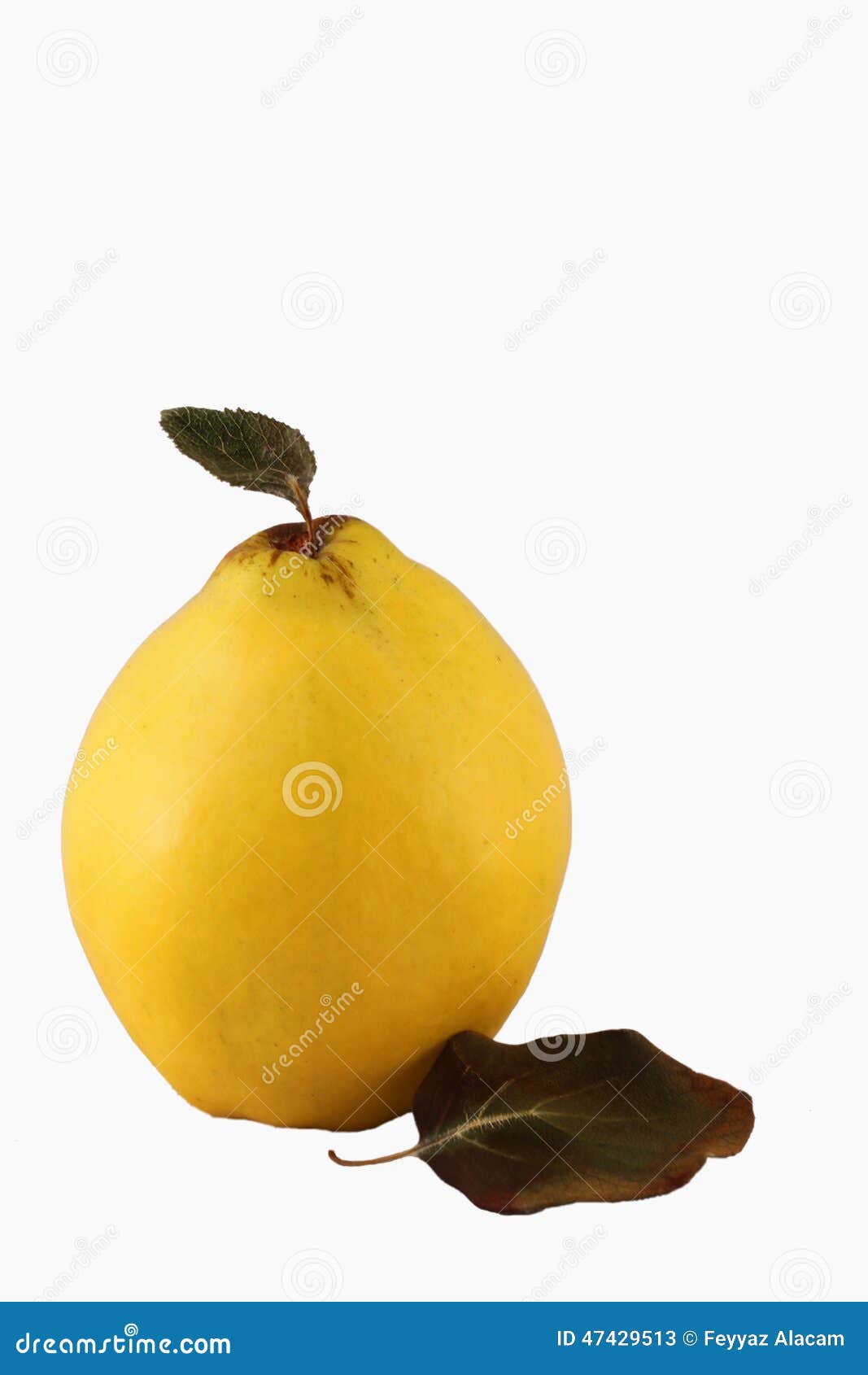 Single Quince on the White Background Stock Image - Image of macro ...