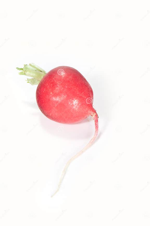 A single radish stock image. Image of close, snack, nutritious - 20166563