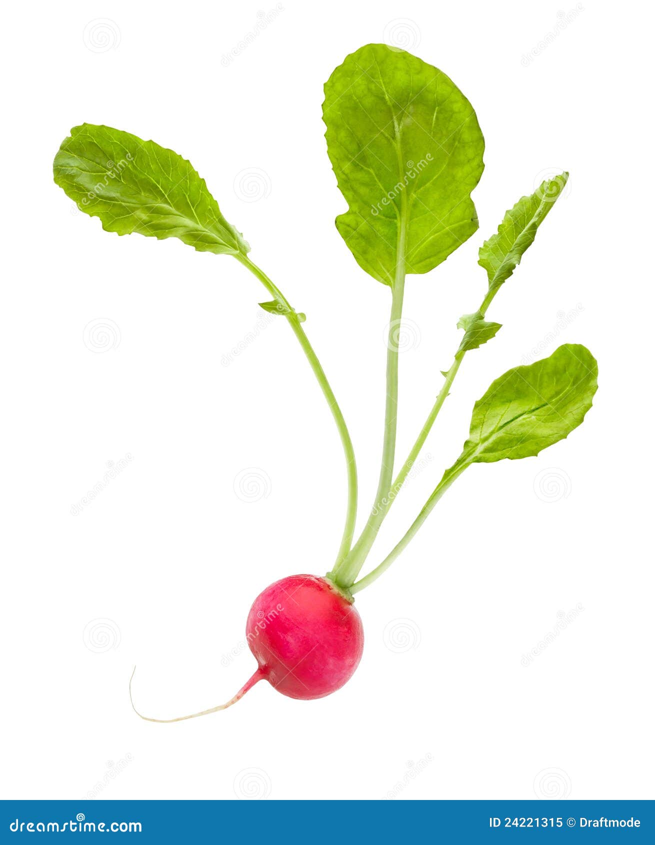 Single radish stock image. Image of leaf, organic, fresh - 24221315