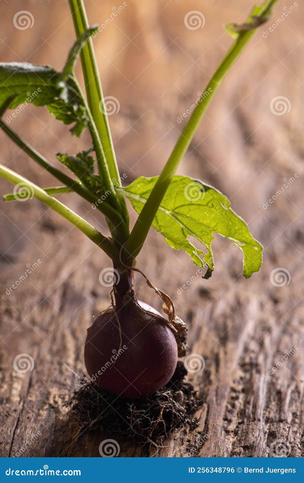 Single radish stock photo. Image of fresh, food, natural - 256348796