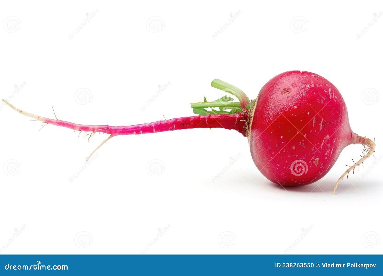 A Single Radish Growing on a Plain White Background, Ideal for ...