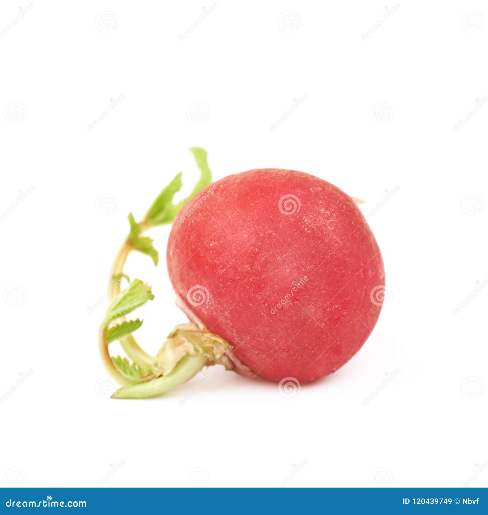Single radish isolated stock image. Image of root, diet - 120439749