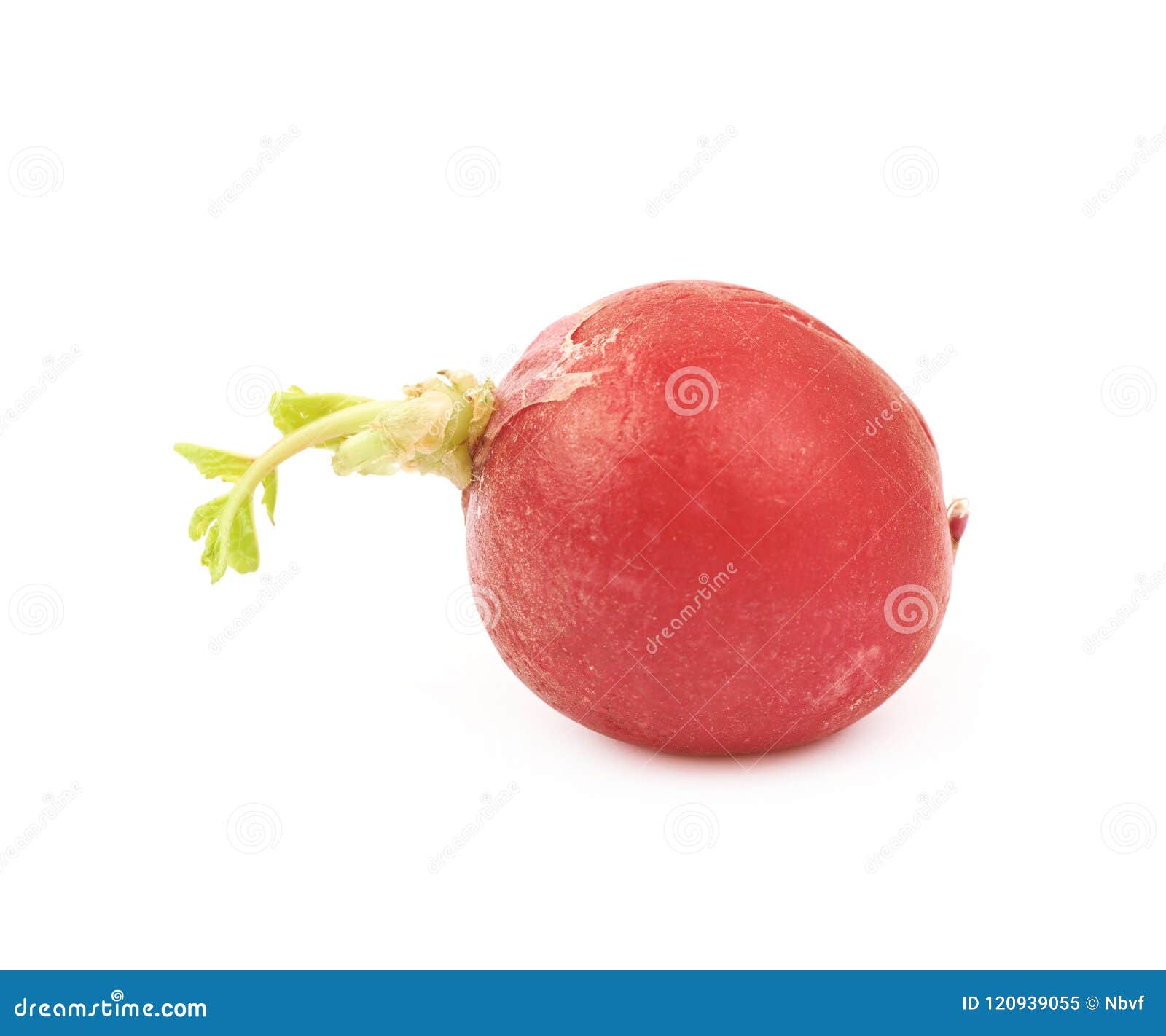 Single radish isolated stock image. Image of heap, nutrition - 120939055