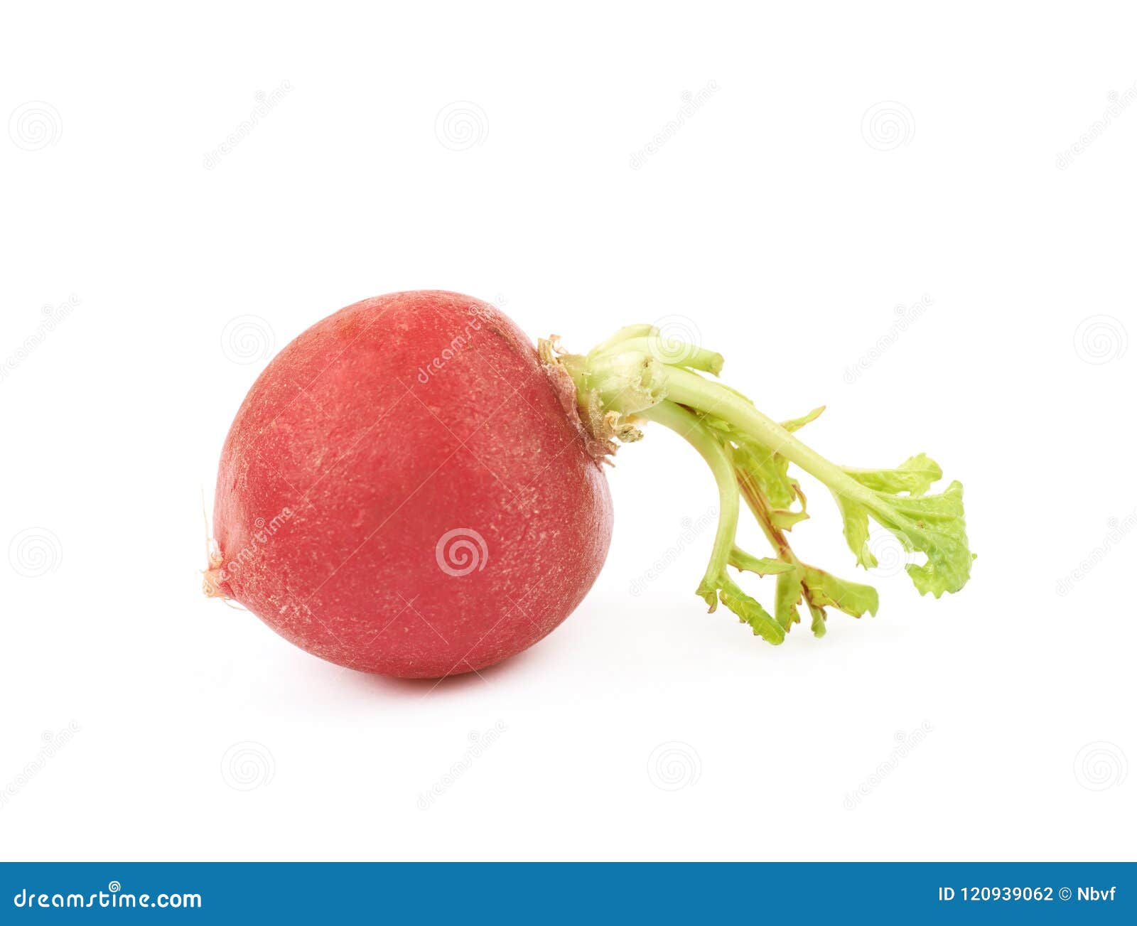 Single radish isolated stock photo. Image of fresh, cooking - 120939062