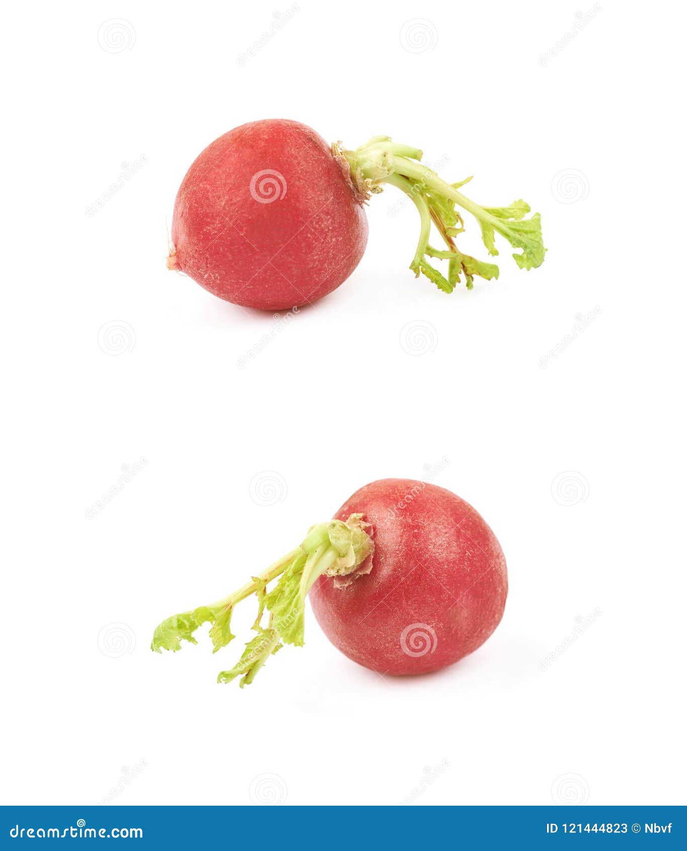 Single radish isolated stock image. Image of harvest - 121444823