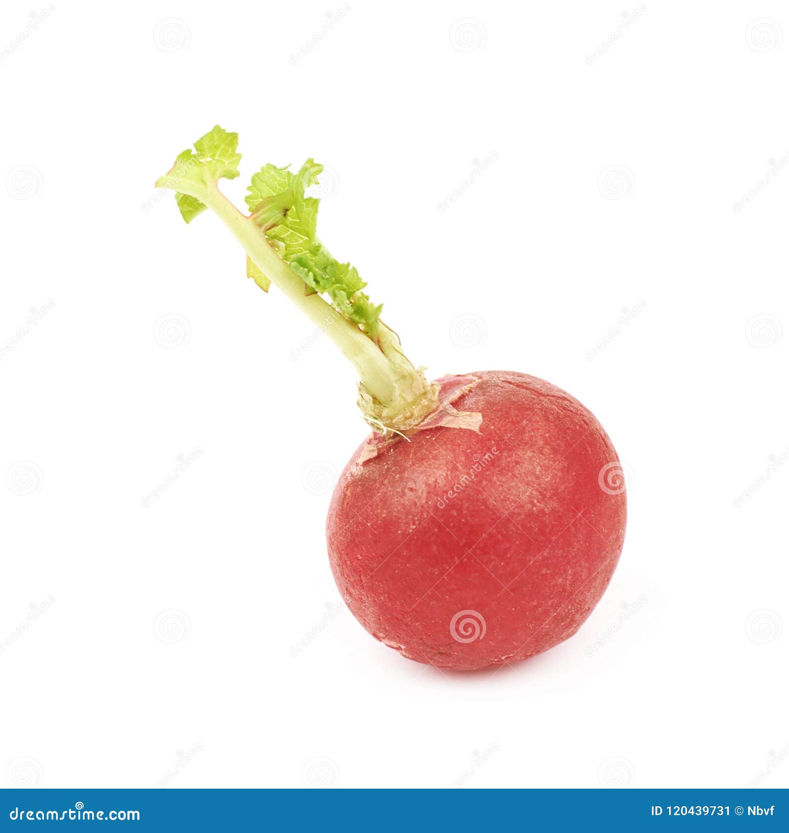 Single radish isolated stock image. Image of large, health - 120439731
