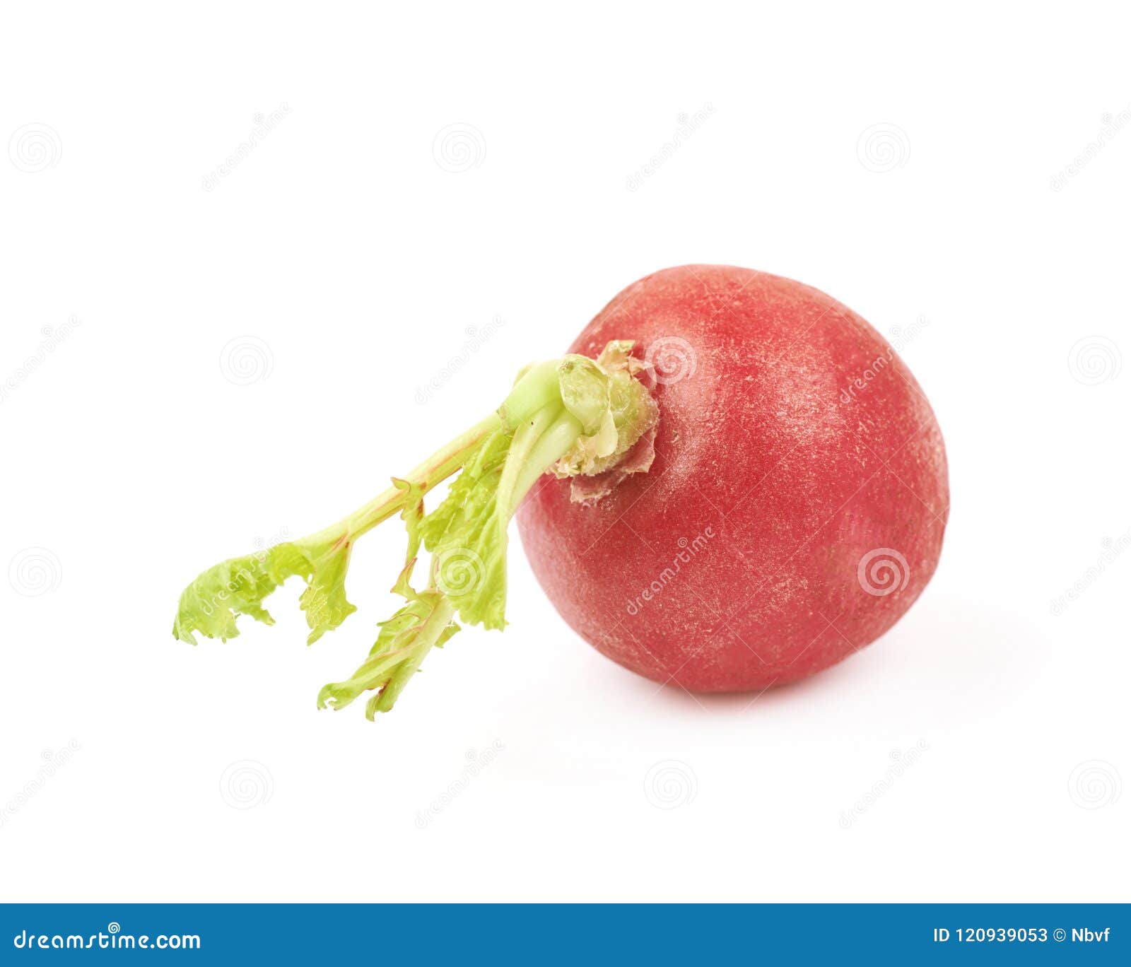 Single radish isolated stock image. Image of green, radish - 120939053