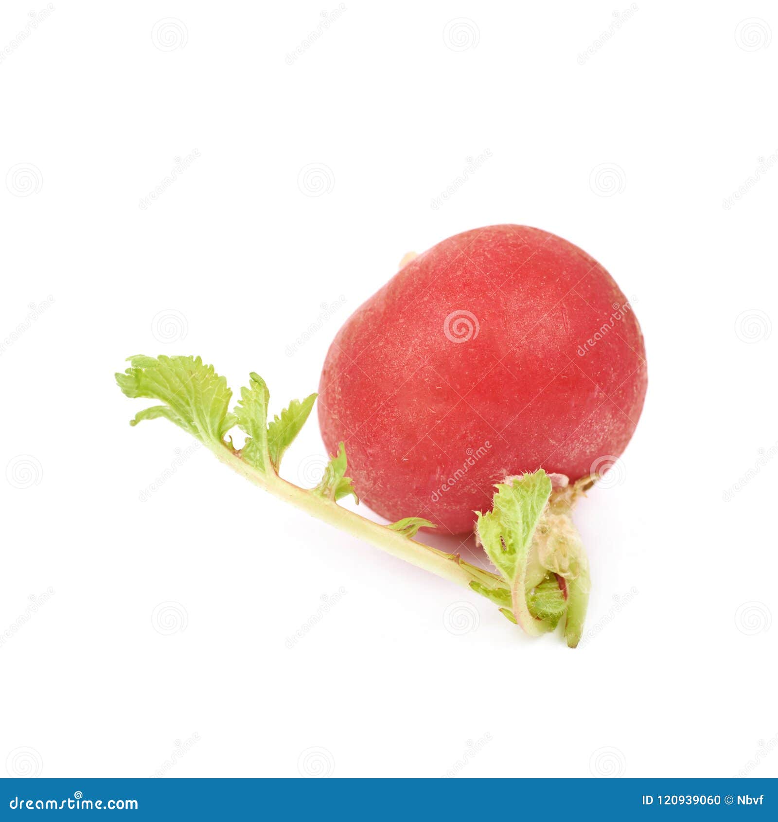 Single radish isolated stock photo. Image of nature - 120939060