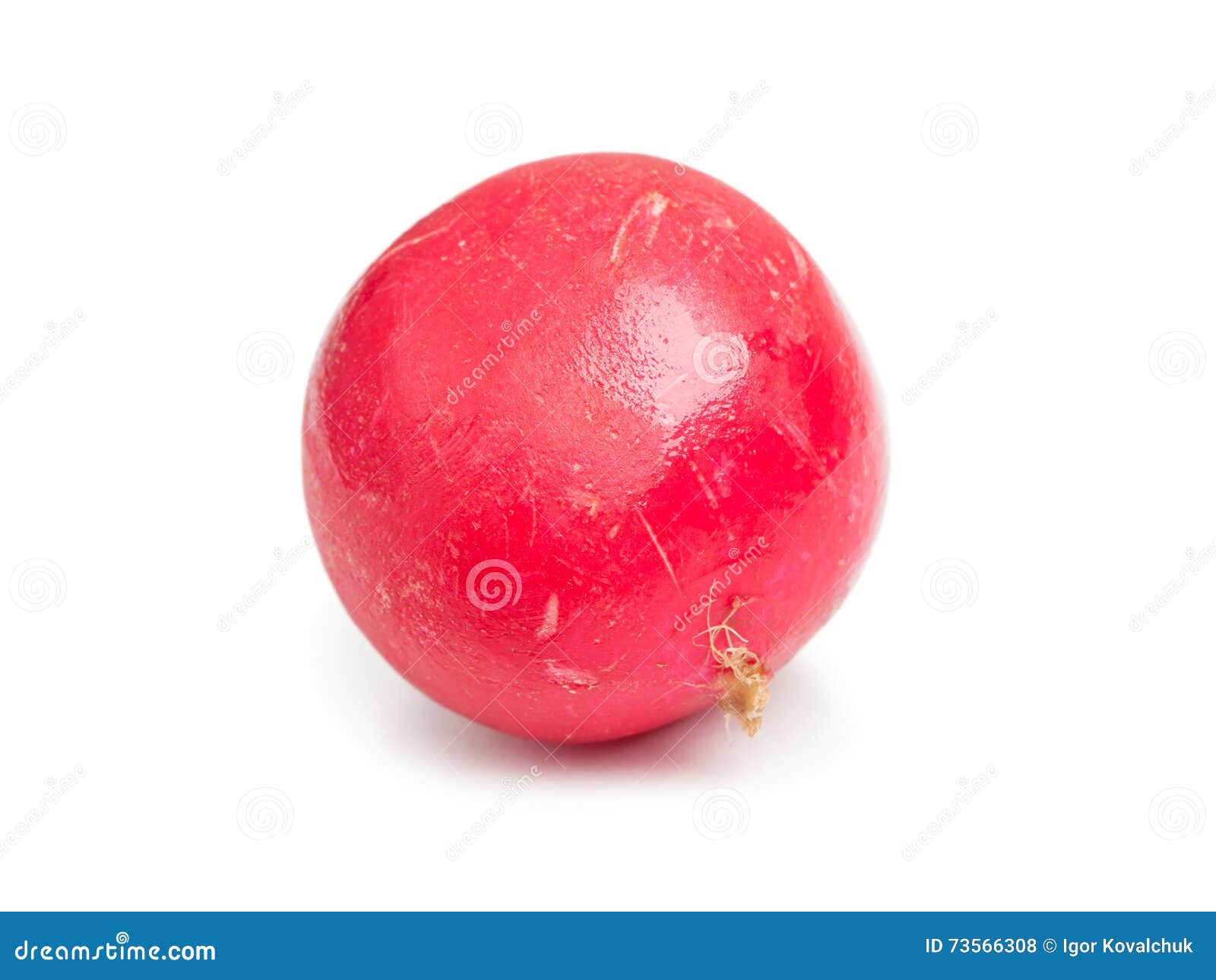 Single radish stock photo. Image of organic, rotten, snack - 73566308