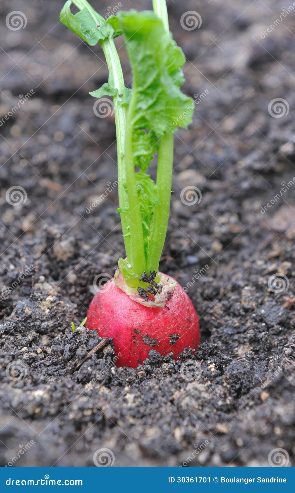 Single radish stock image. Image of soil, harvest, ground - 30361701