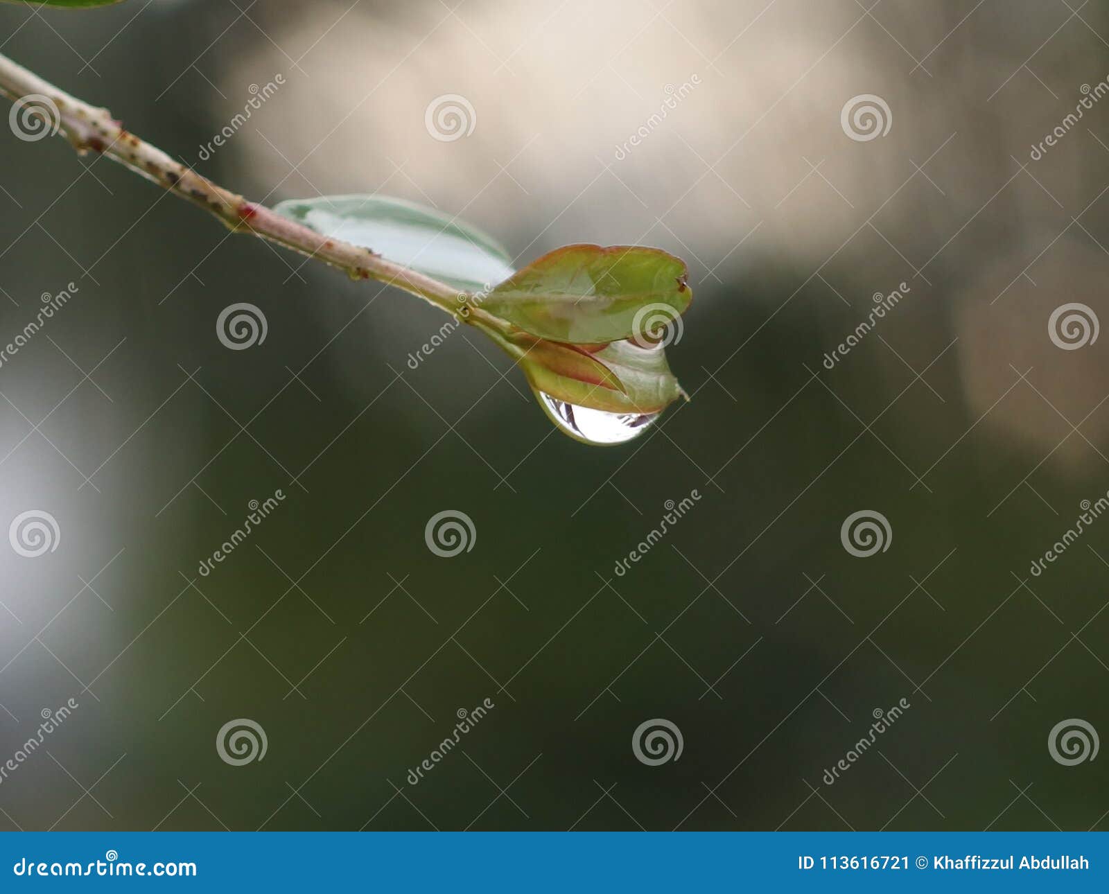 One drop only will fall stock image. Image of plant - 113616721