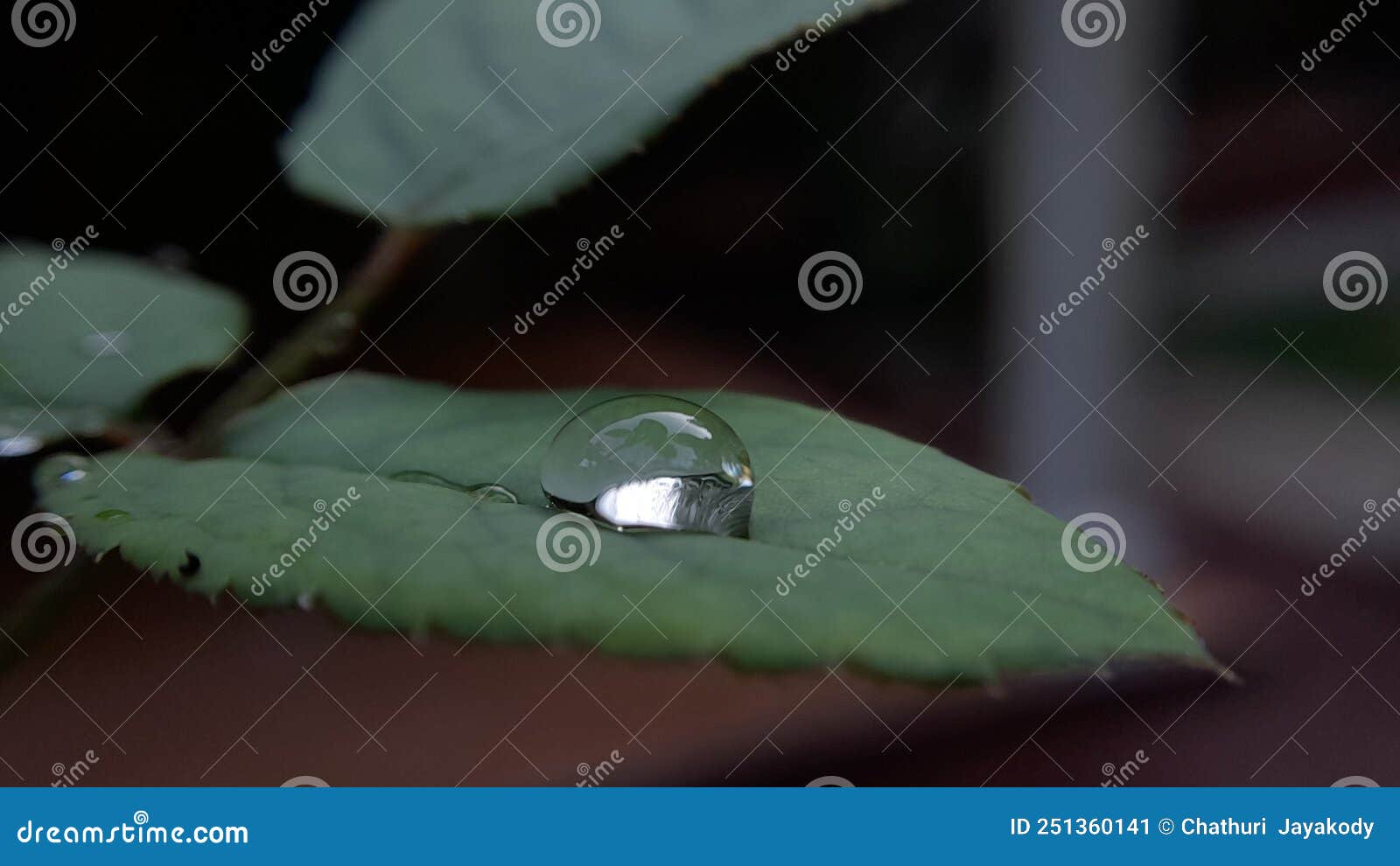 A Single Raindrop on a Green Colour Leaf Stock Image - Image of petal ...