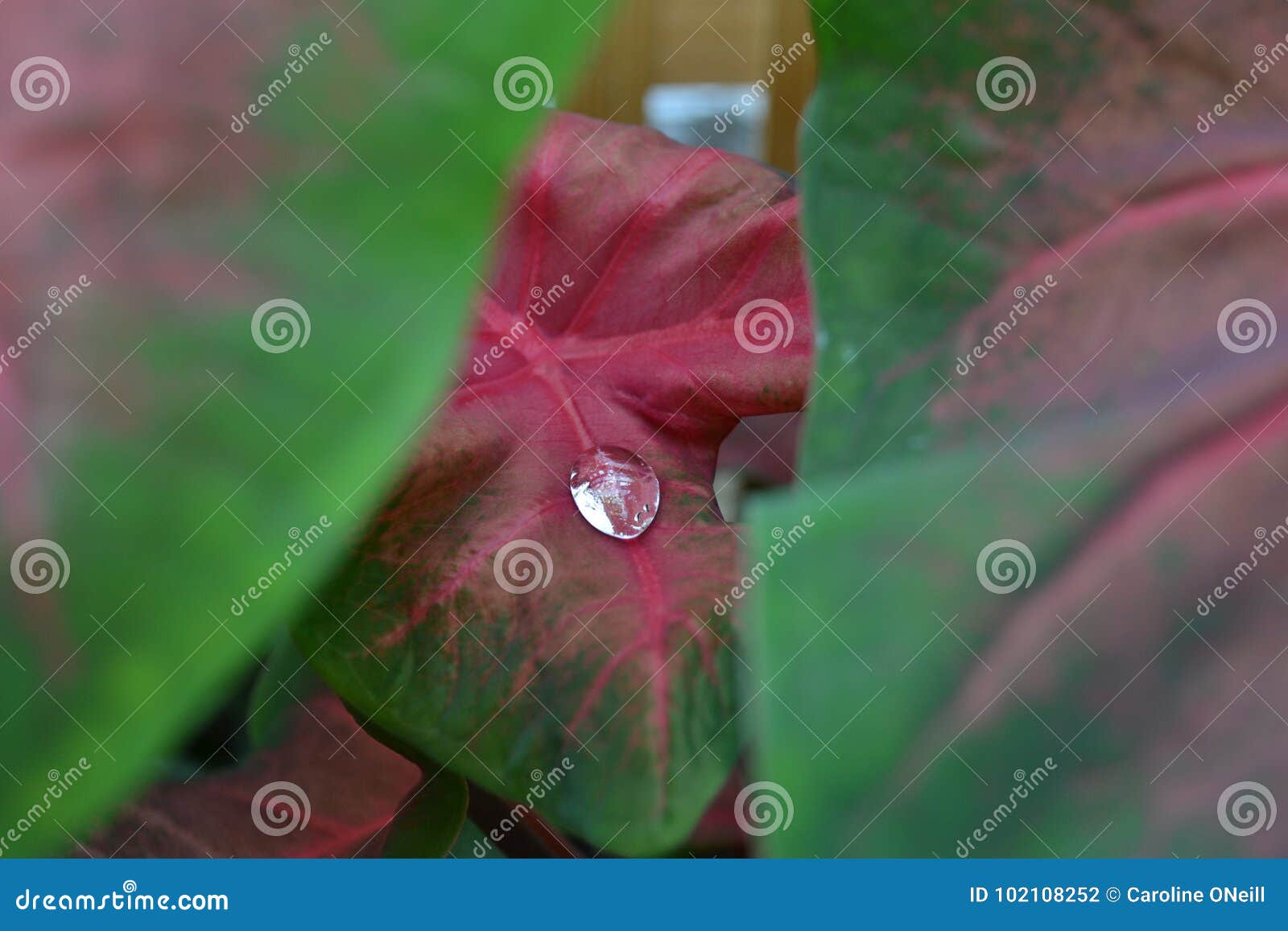 Single Raindrop on Leaf stock photo. Image of single - 102108252