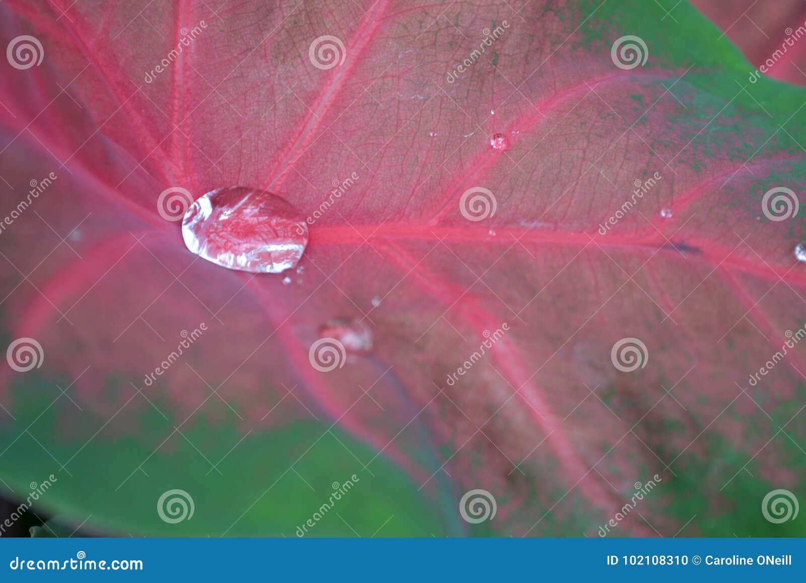Single Raindrop on Leaf Up-Close Stock Photo - Image of green, rain ...