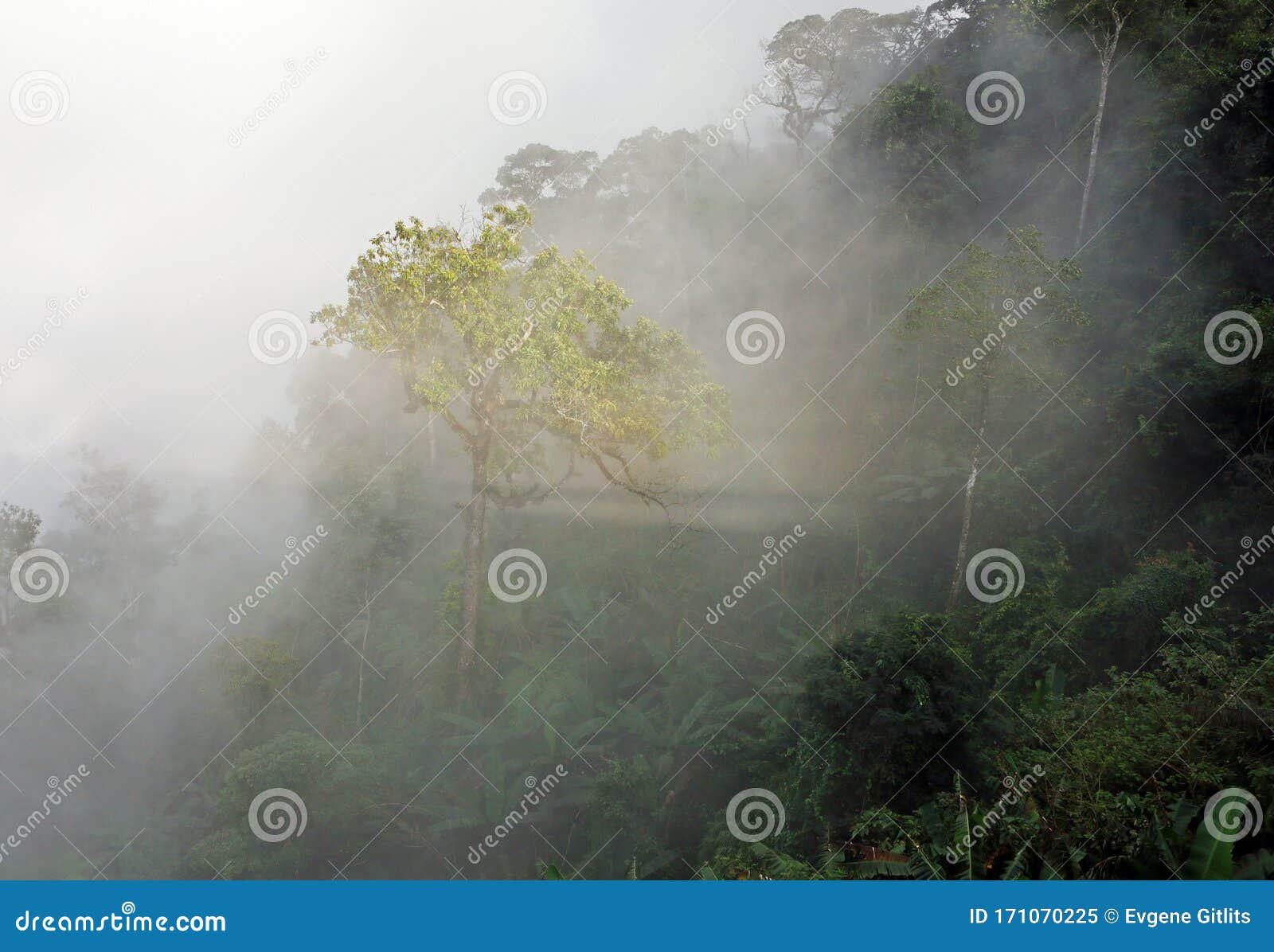 Single Rainforest Tree in the Fog with Sunrays Pattern Stock Image ...