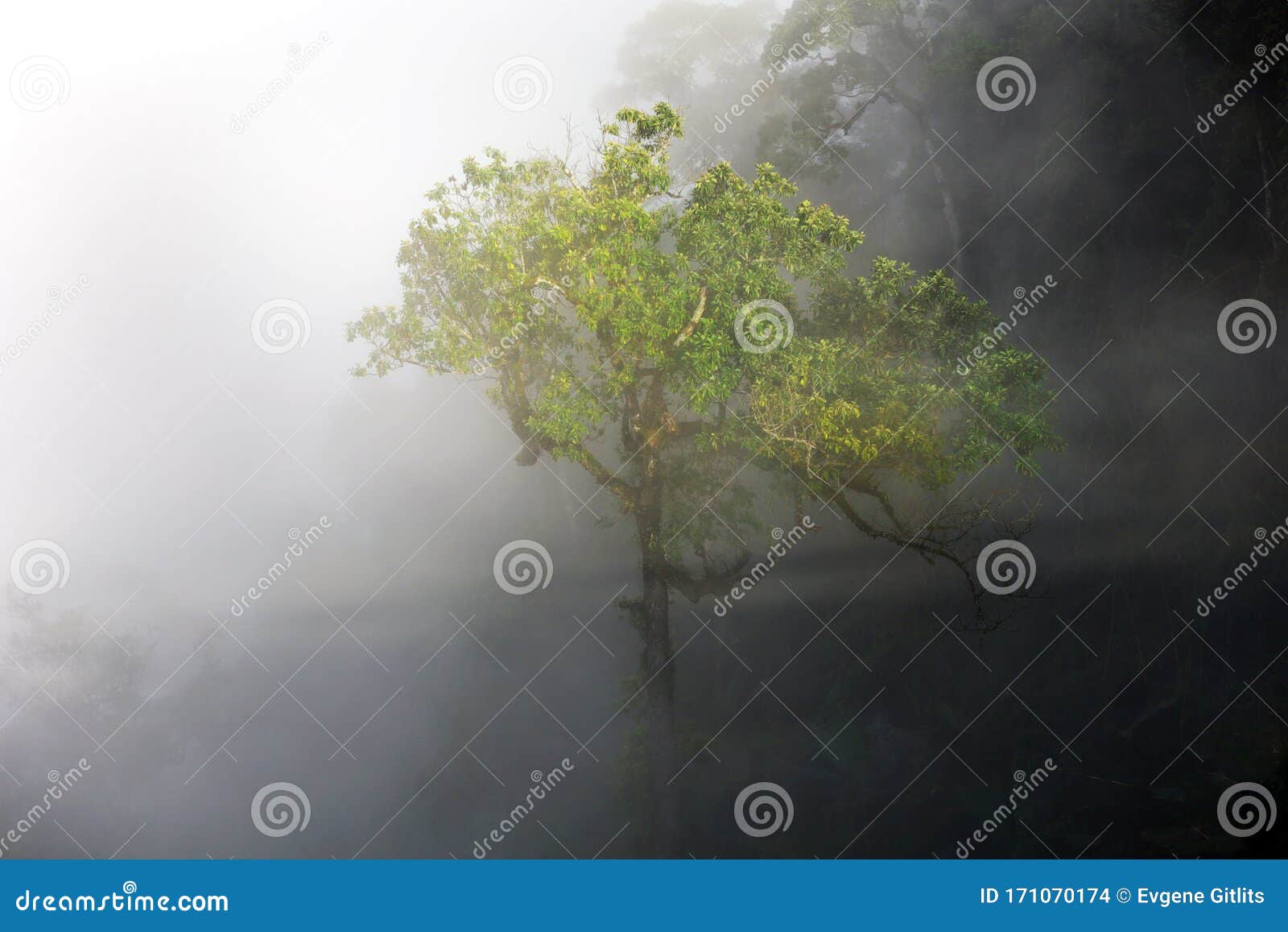 Single Rainforest Tree in the Fog with Sunrays Pattern Stock Photo ...
