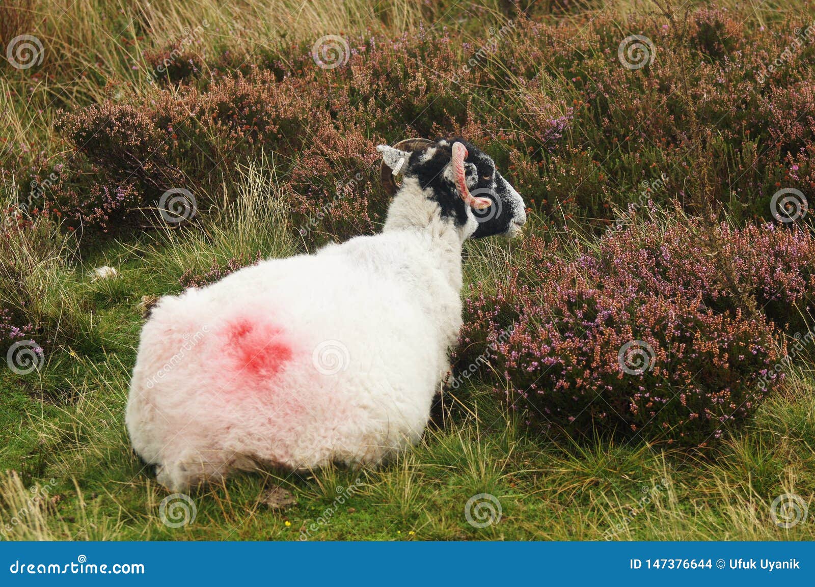 Single Ram Sitting and Resting on Field Stock Photo - Image of outdoors ...
