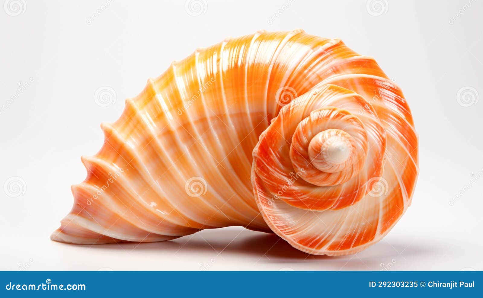 A Single Rapana Shell Closeup View on White Background Stock Image ...