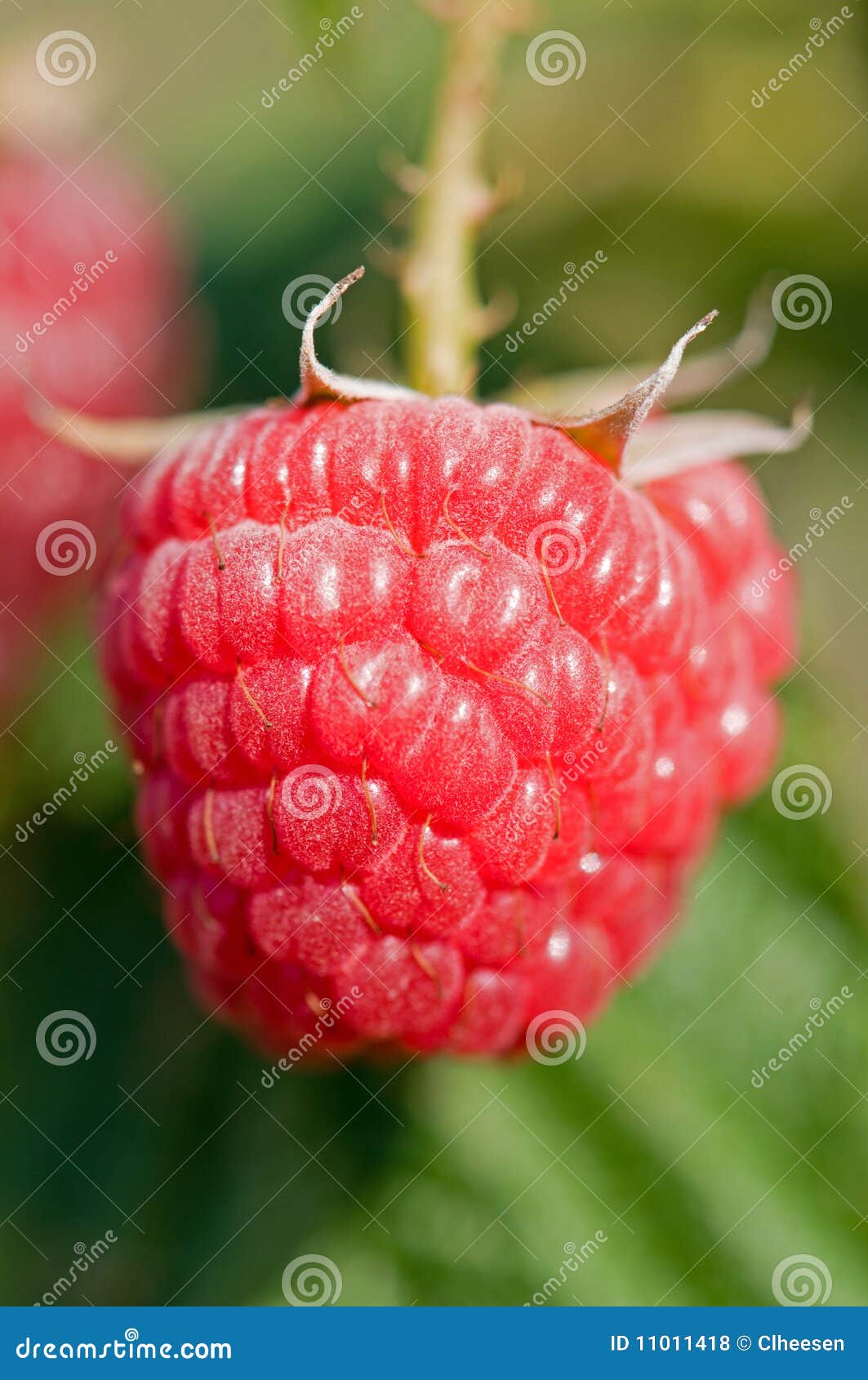 Single raspberry stock photo. Image of macro, detail - 11011418