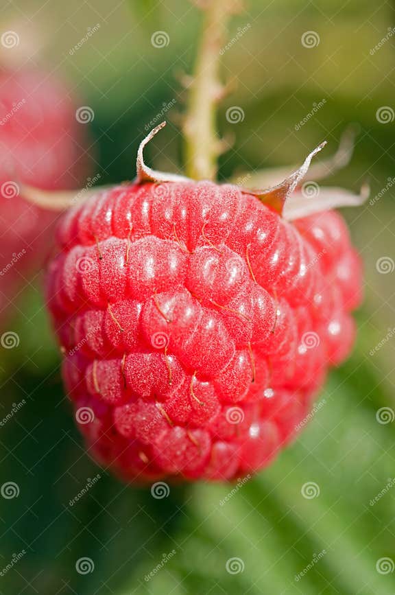 Single raspberry stock photo. Image of macro, detail - 11011418