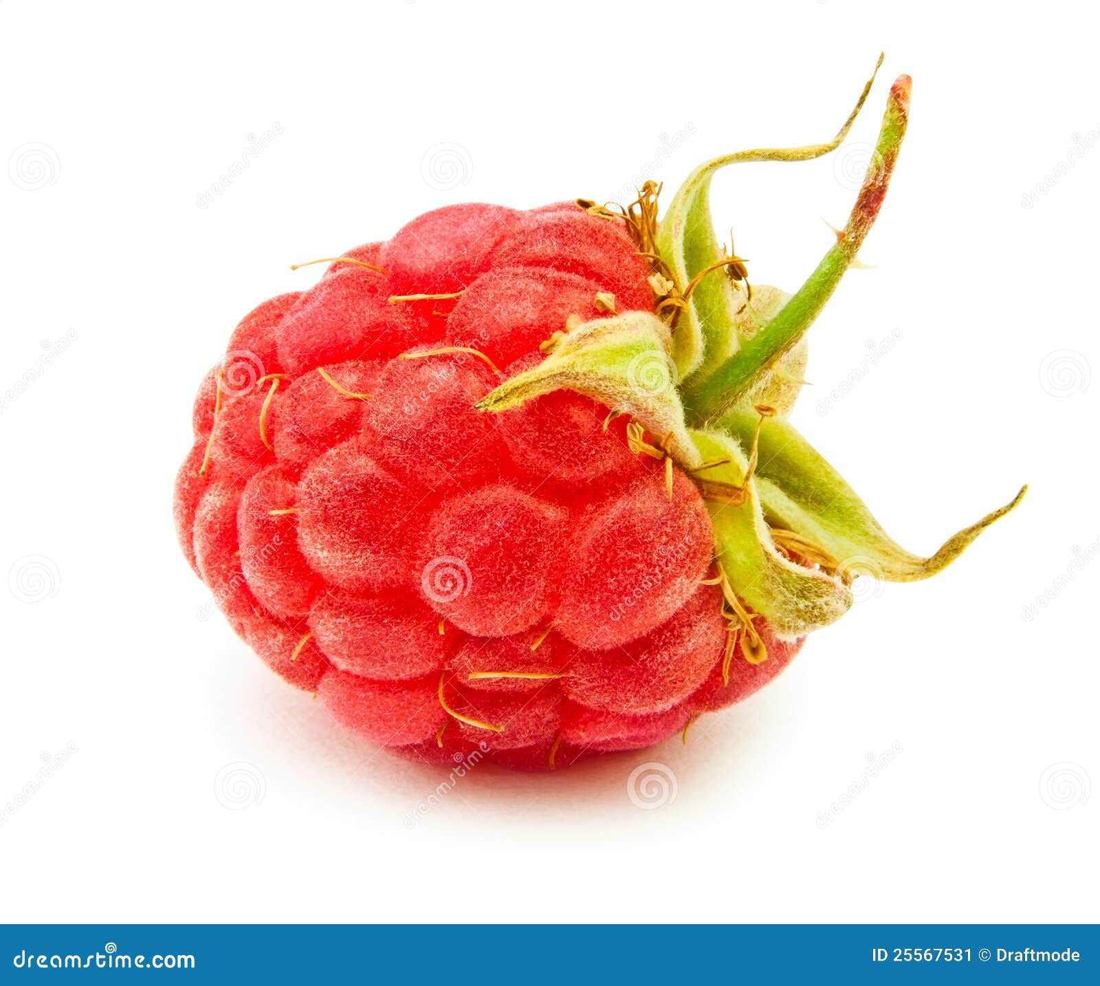 Single raspberry stock image. Image of healthy, ripe - 25567531