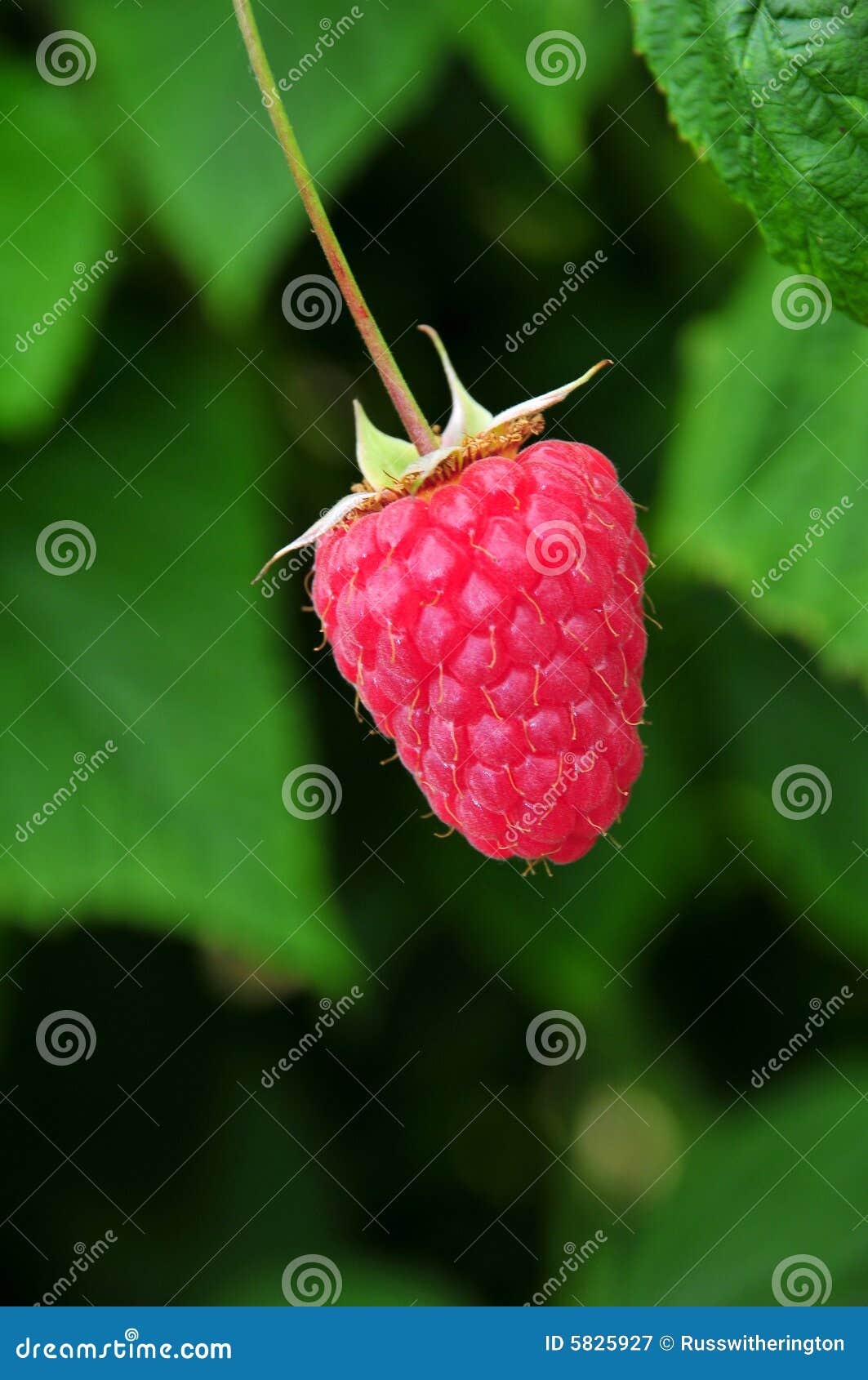 Single Raspberry stock image. Image of growing, bush, agriculture - 5825927