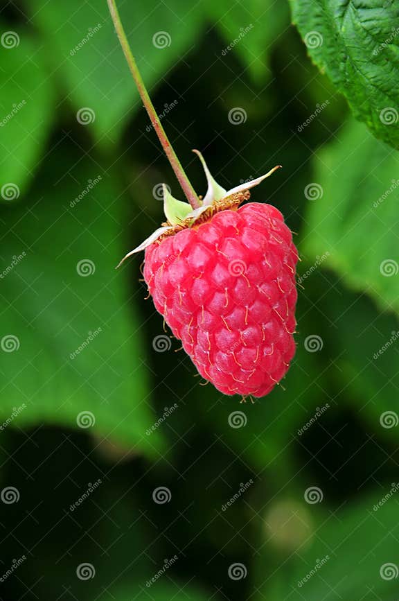 Single Raspberry stock image. Image of growing, bush, agriculture - 5825927