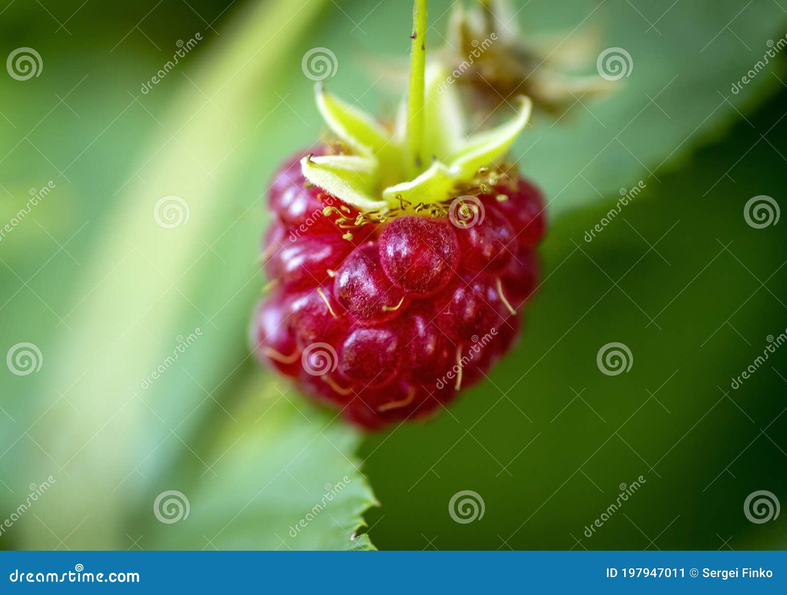 Single raspberry berry stock image. Image of object - 197947011