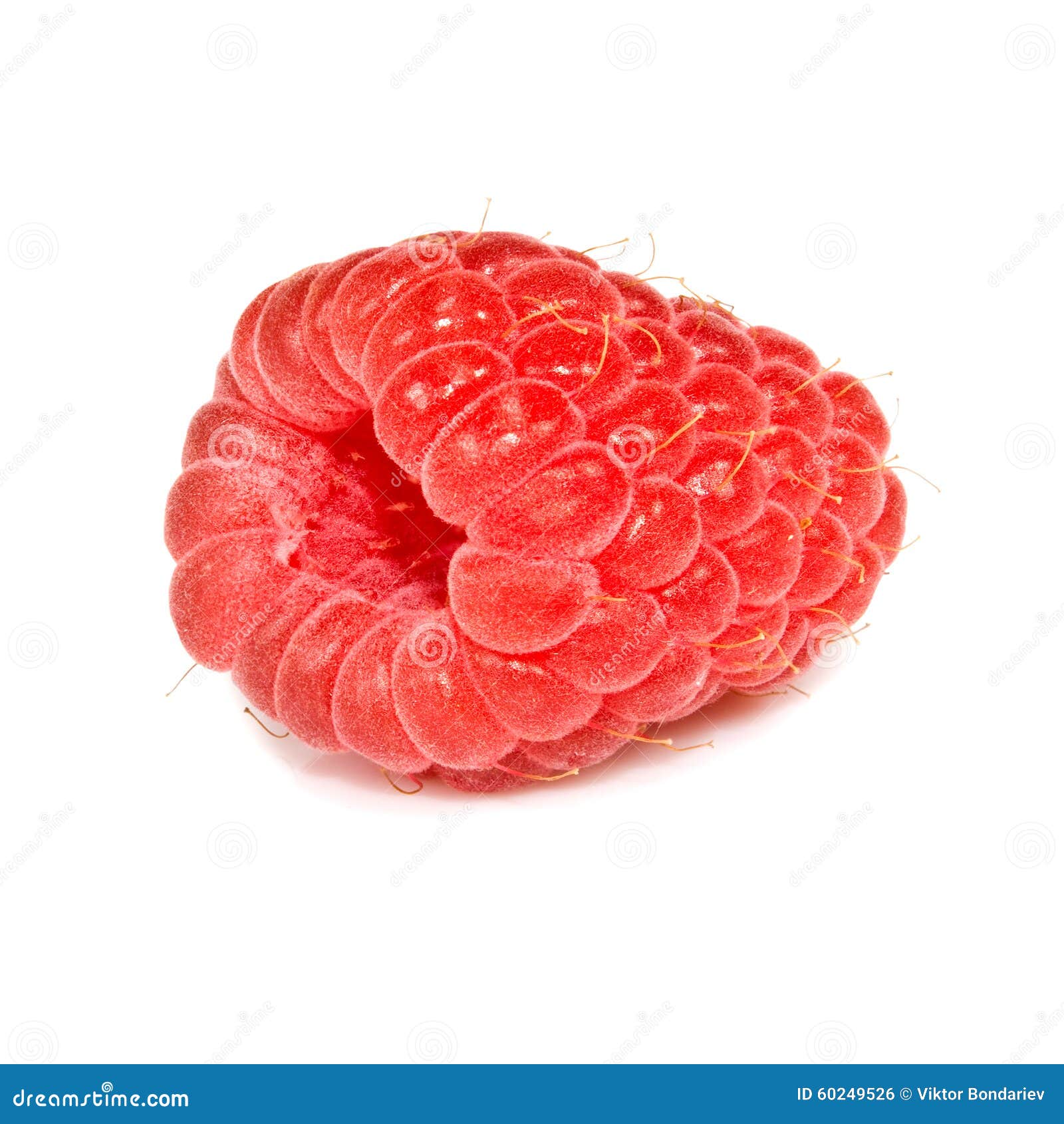 Single raspberry closeup stock photo. Image of isolated - 60249526