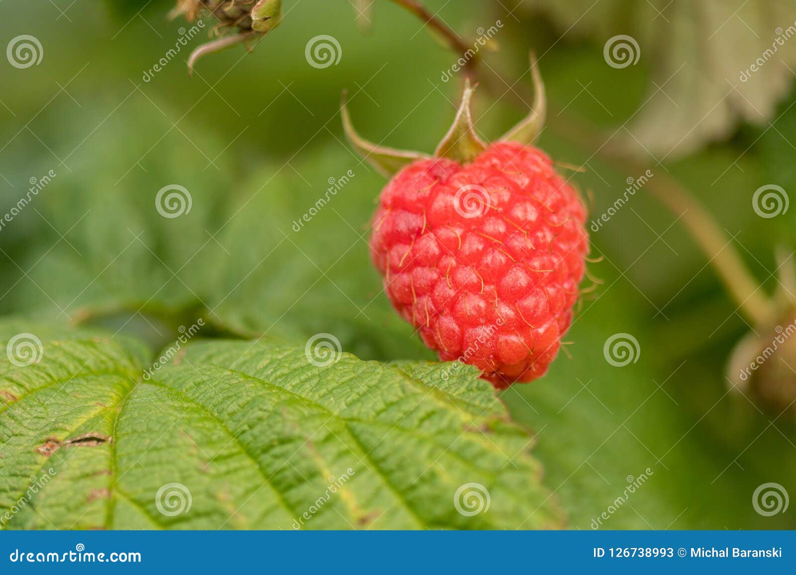 Single raspberry stock image. Image of freshness, fresh - 126738993