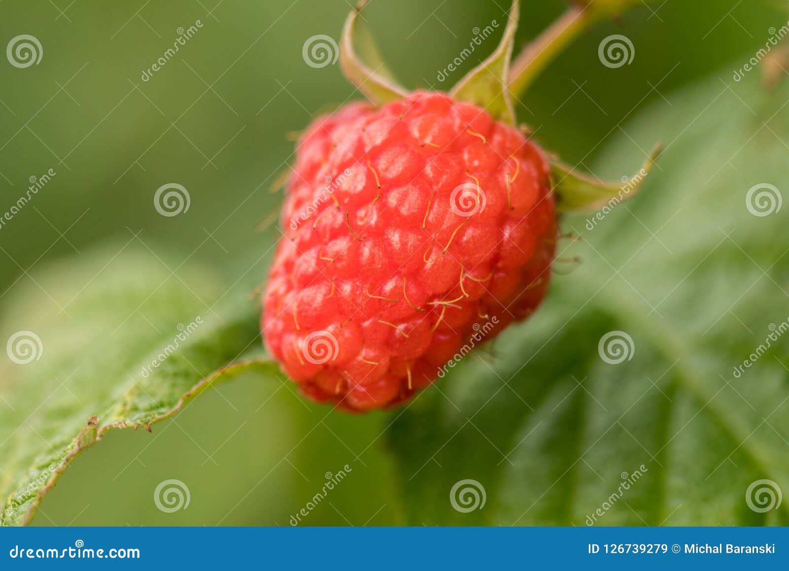 Single red raspberry stock image. Image of detail, natural - 126739279