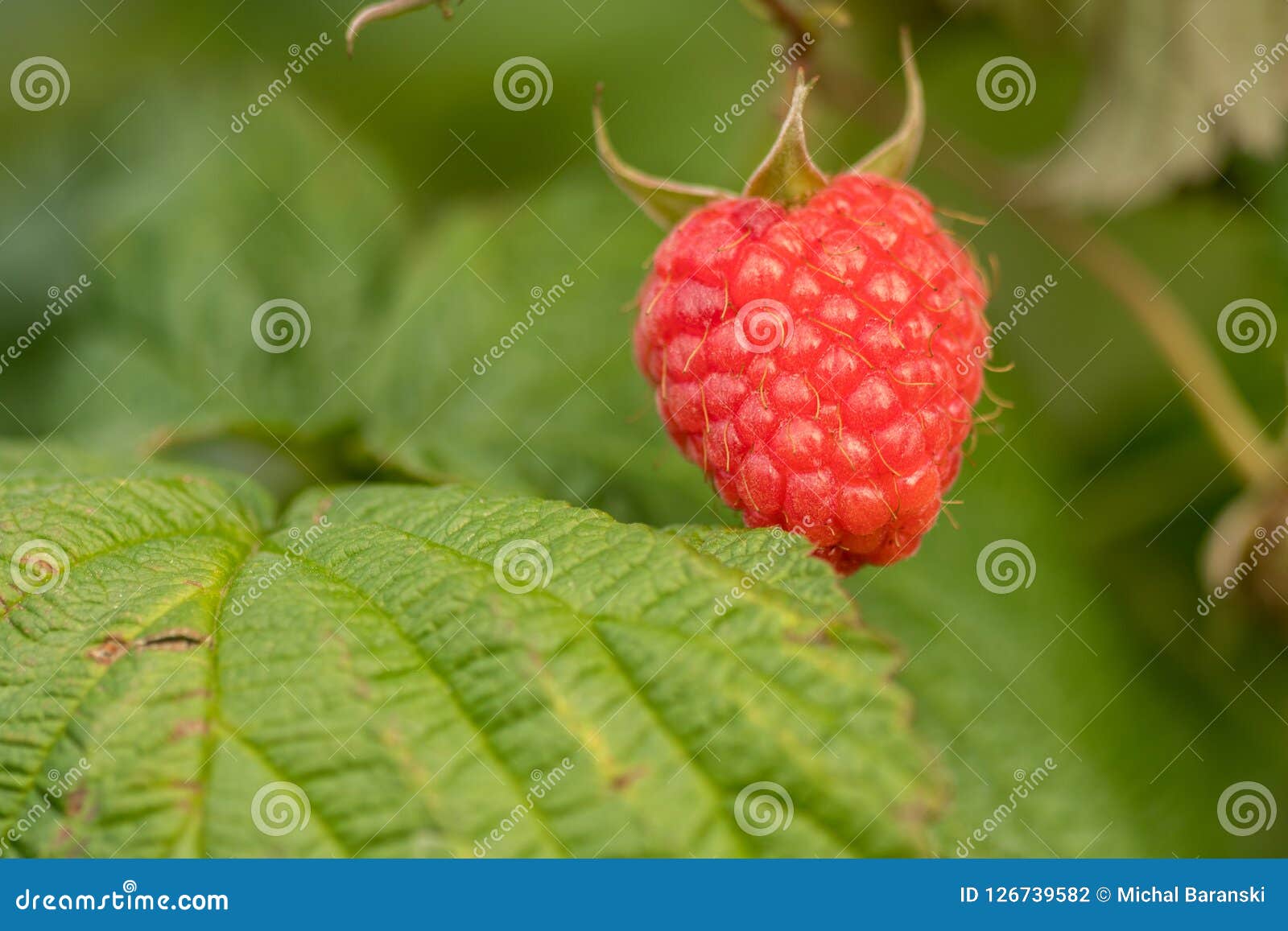 Single raspberry stock photo. Image of leaf, season - 126739582
