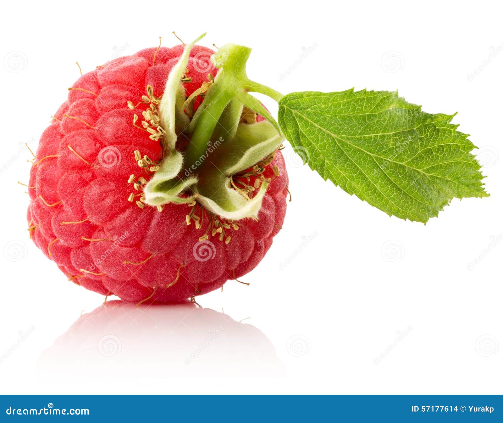 Single Raspberry Isolated on the White Background Stock Photo - Image ...