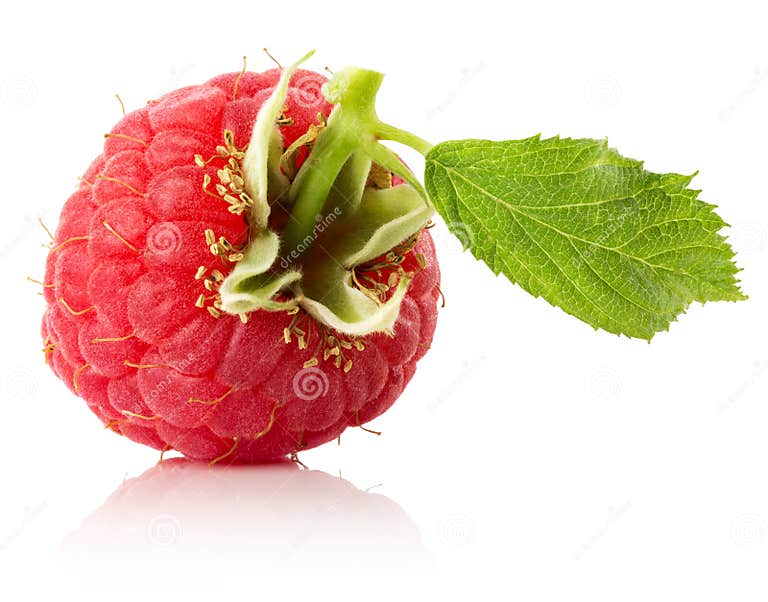 Single Raspberry Isolated on the White Background Stock Photo - Image ...
