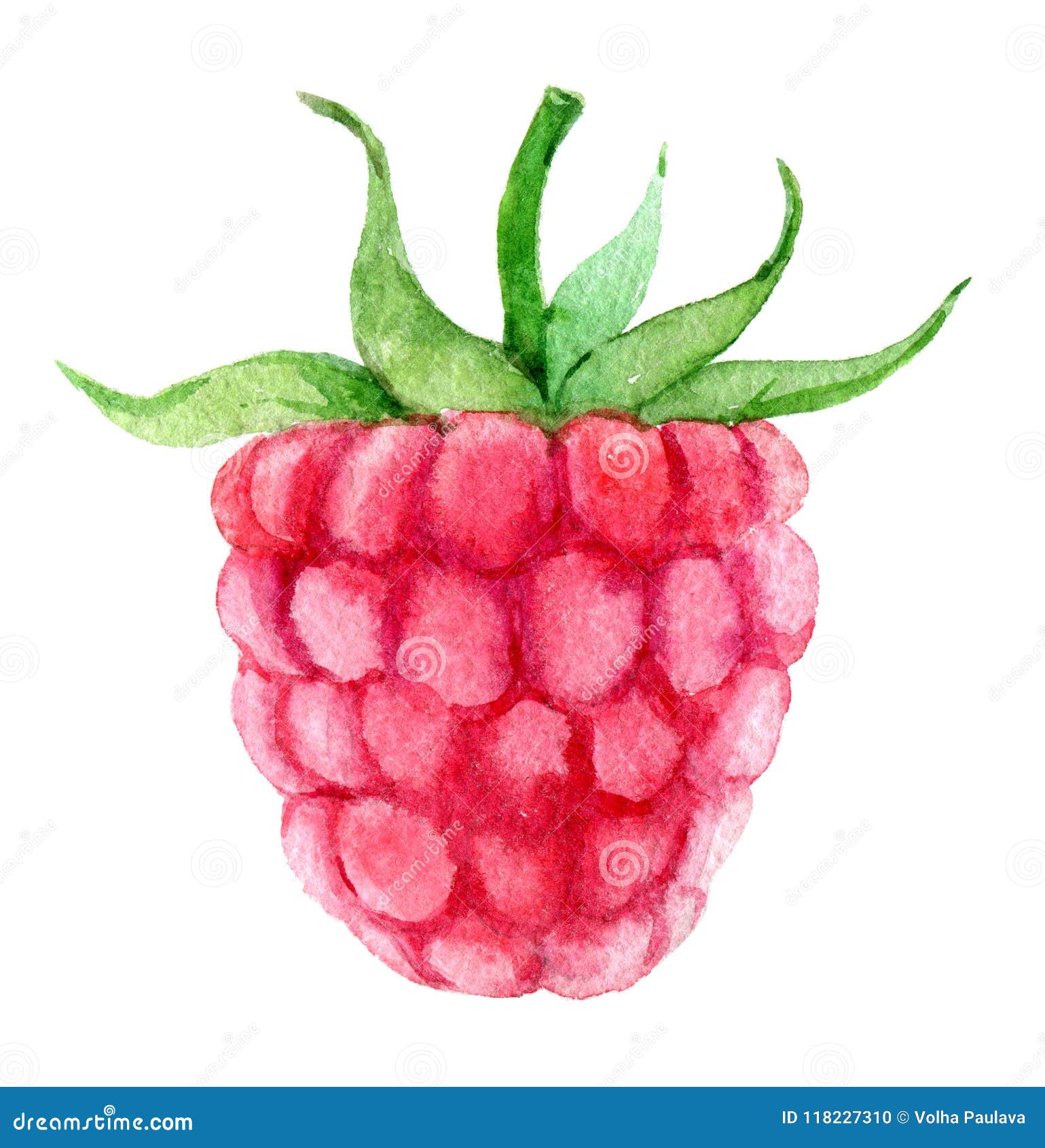 Single Raspberry Stock Illustrations – 598 Single Raspberry Stock ...