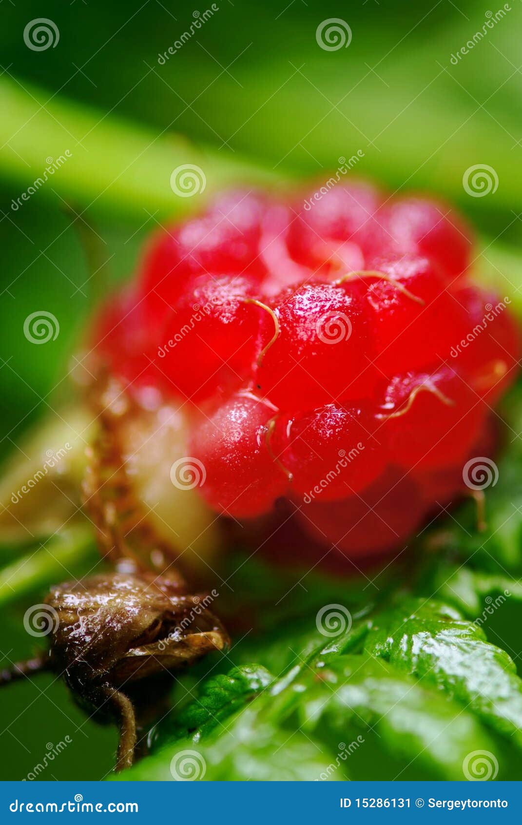 Single raspberry macro stock image. Image of healthy - 15286131