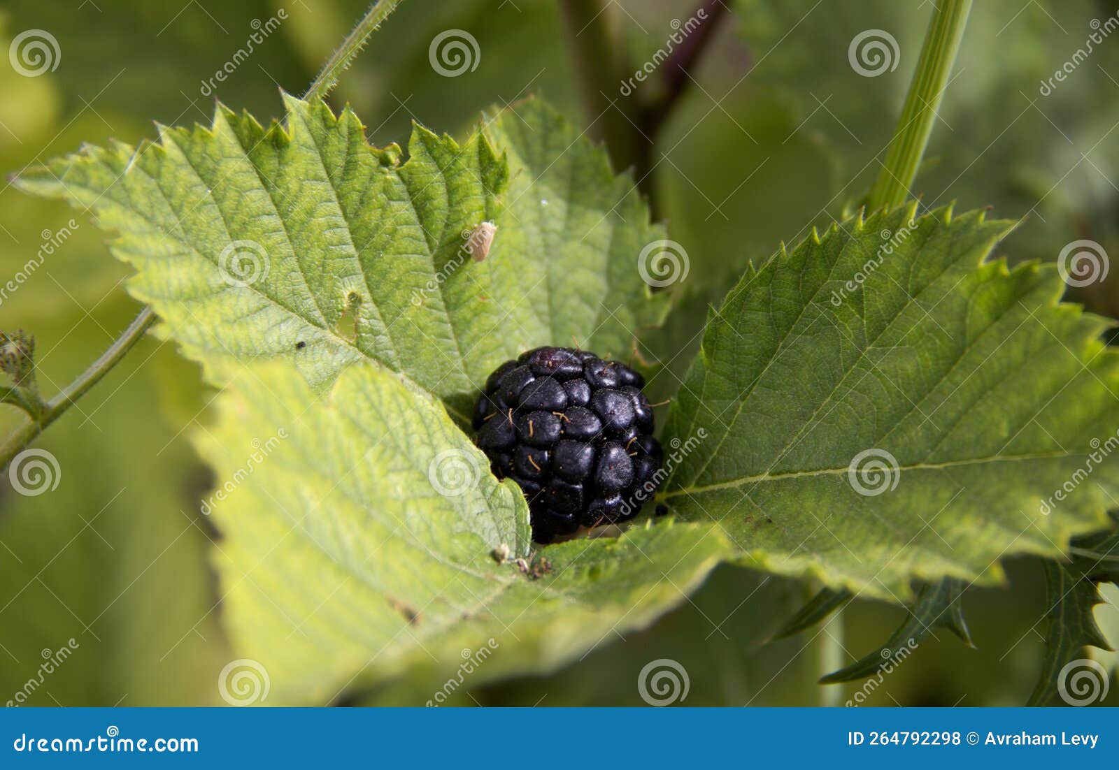 A single raspberry stock photo. Image of food, autumn - 264792298