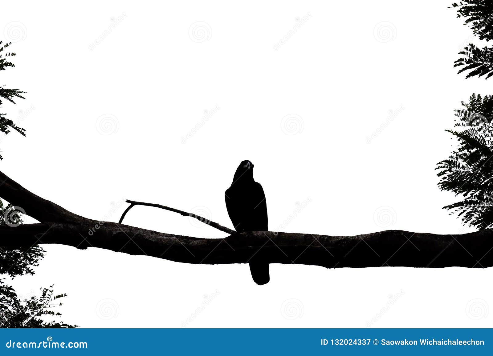 A Single Raven Sitting on the Dead Tree Branch in the Garden Stock ...